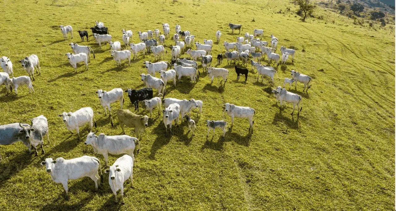 Campo Largo, 213 há, 88 Alq , 47,68 alq de pasto,95 cabeças de Gado ...