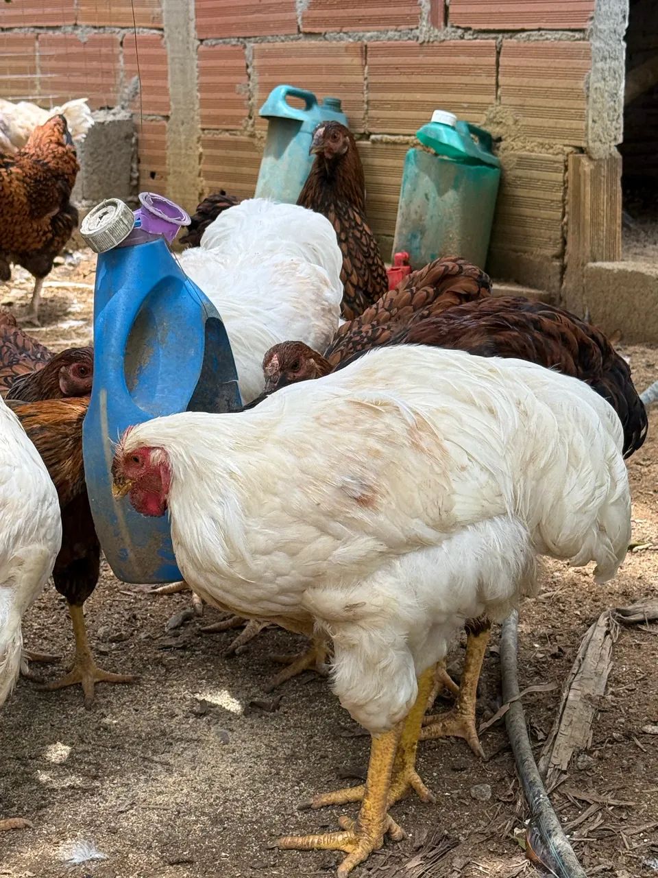 Frango Wyandotte branco - Animais para agropecuária - João Neiva ...