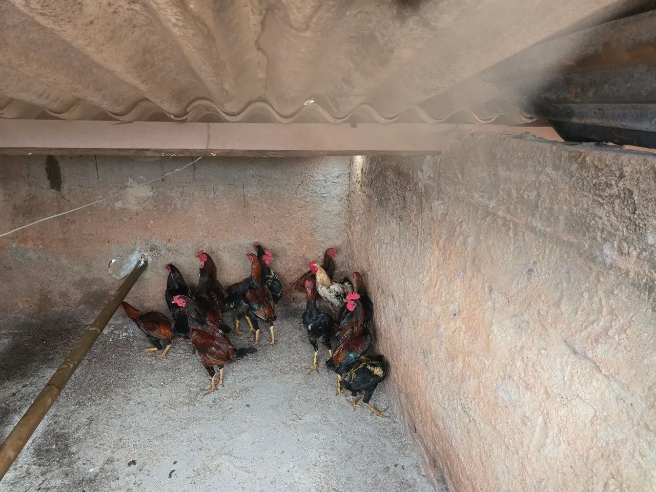 Frangos Caipira - Animais para agropecuária - Setor Habitacional ...