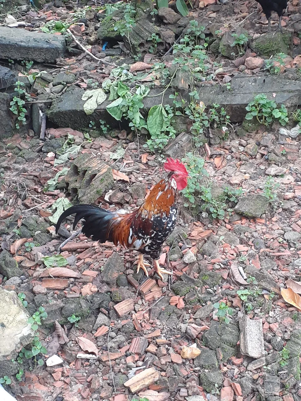 "garnizes" no Brasil