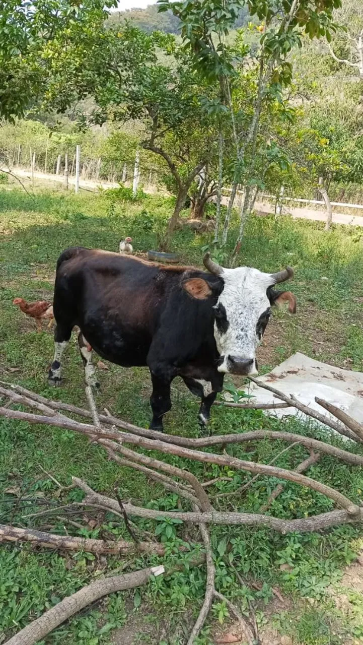 "boi mini boi" - Animais para agropecuária no Brasil