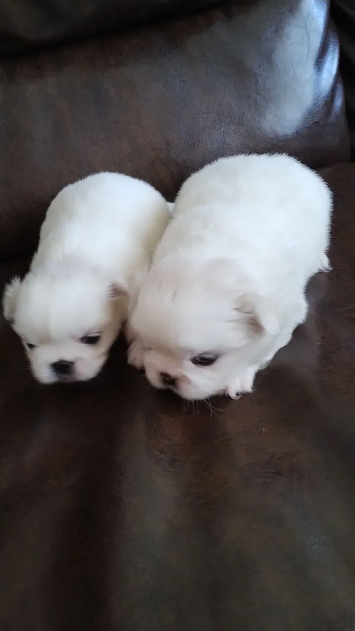 "filhote pequines" - Cachorros no Brasil