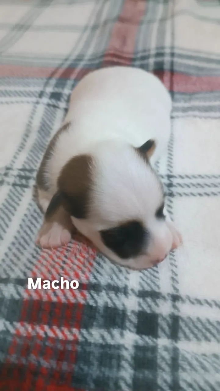 Filhotes Jack Russell Terrier - Cachorros - Silvânia 1469006700 | OLX