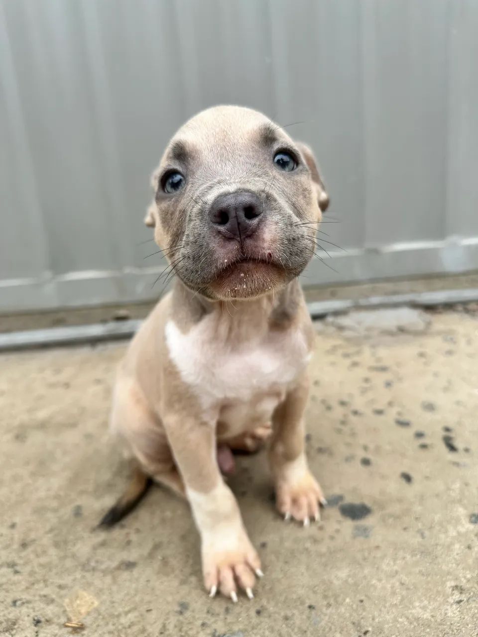 Vendo filhote de American Bully - Cachorros - Jardim do Ingá, Luziânia ...