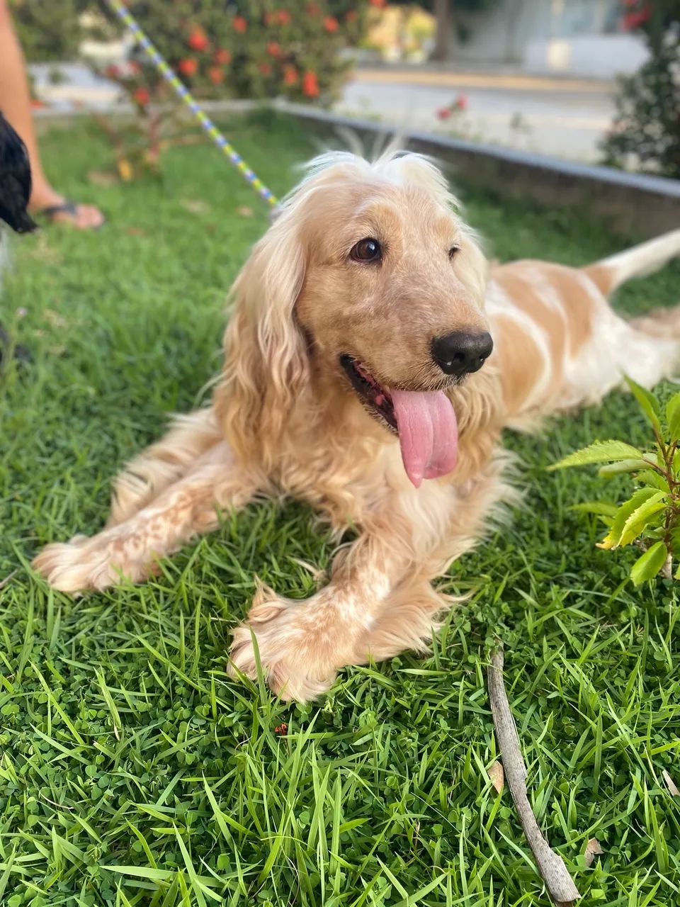 Cocker spaniel inglês fêmea - Cachorros - Sandra Cavalcante, Campina ...