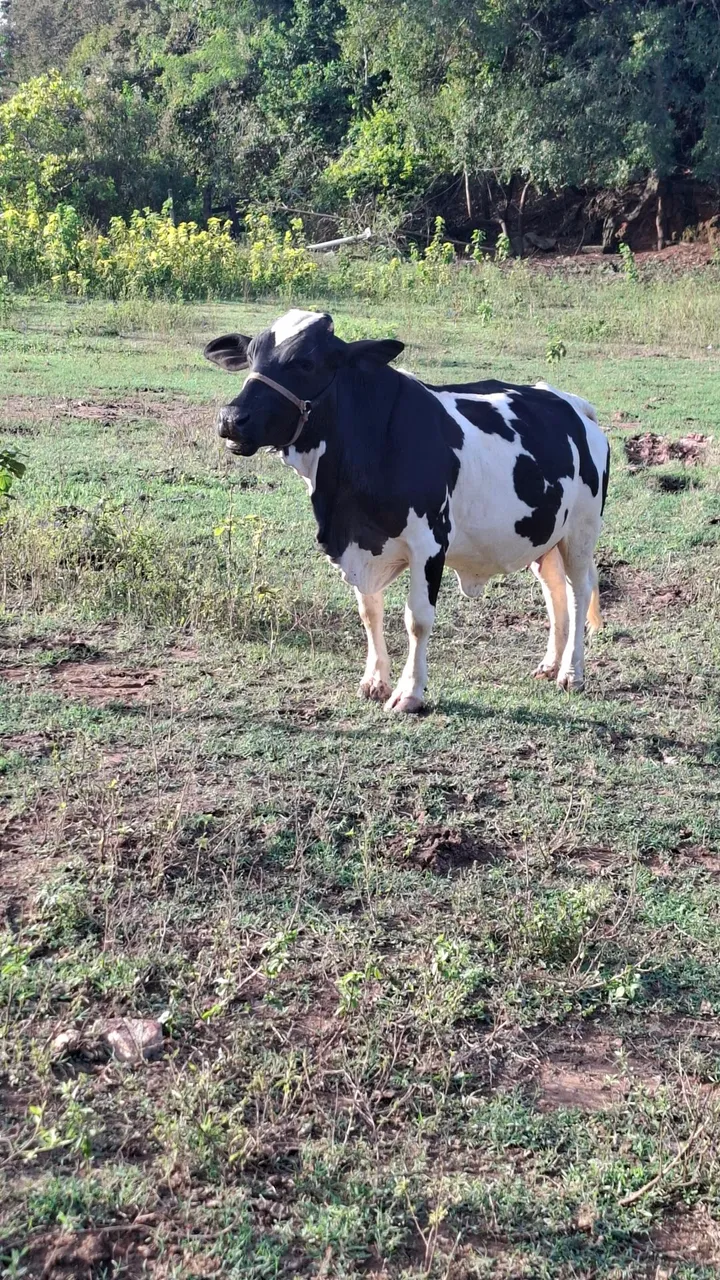 "mini vaca" - Animais para agropecuária no Brasil