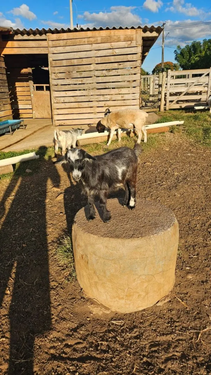 "mini cabras" no Brasil