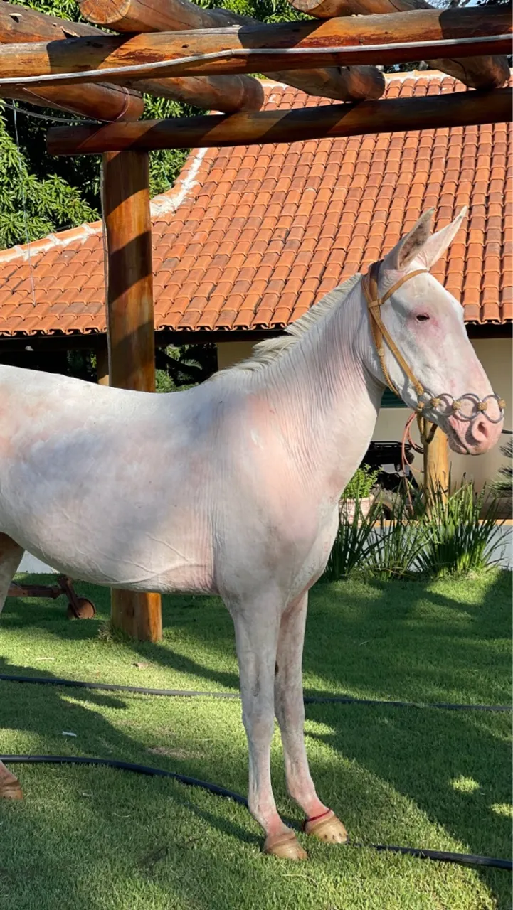 "uma mula" no Brasil