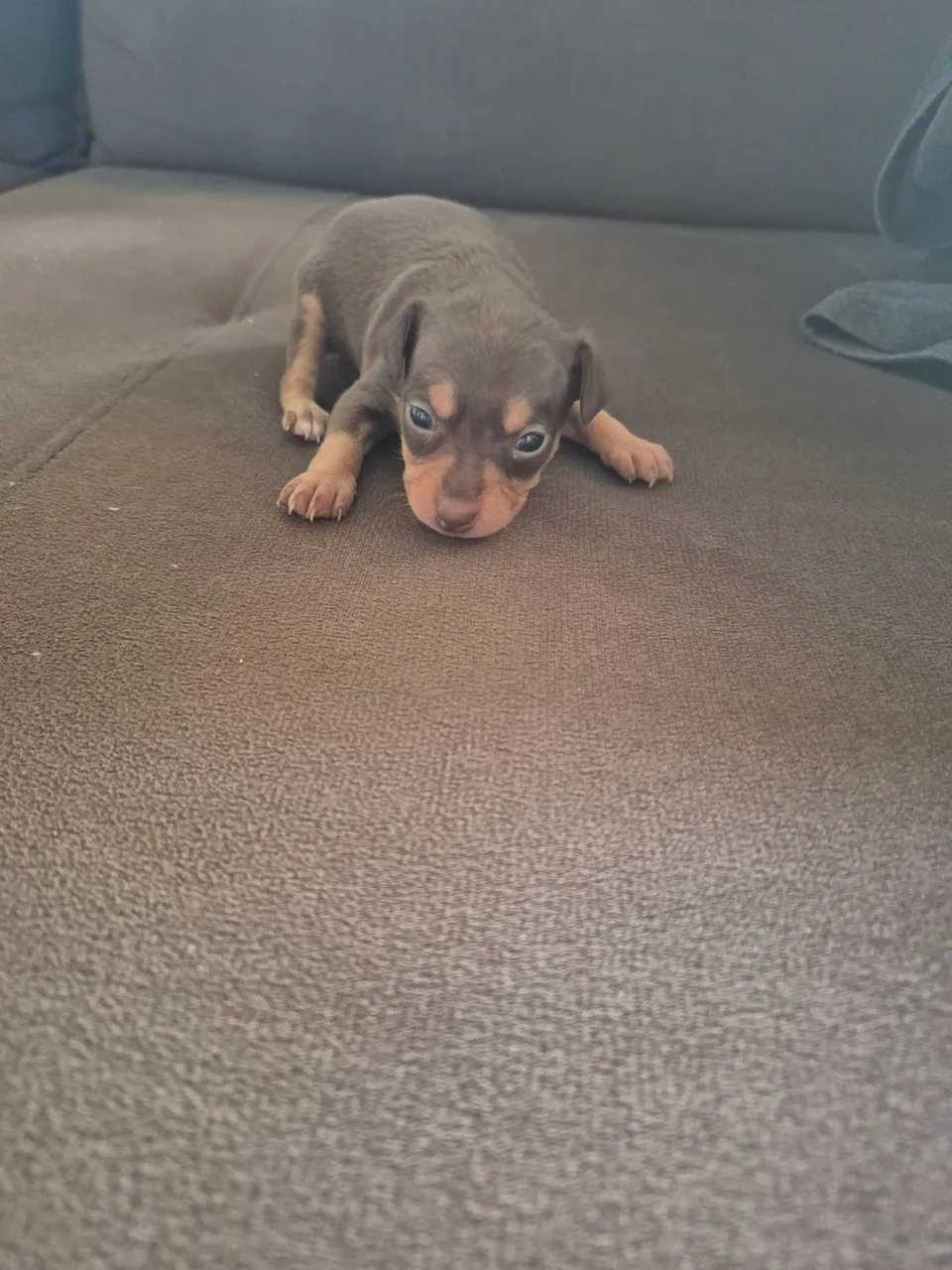 "pinscher zero femea" - Cachorros no Brasil