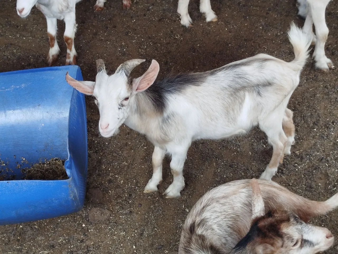 "bodes e cabras" no Brasil