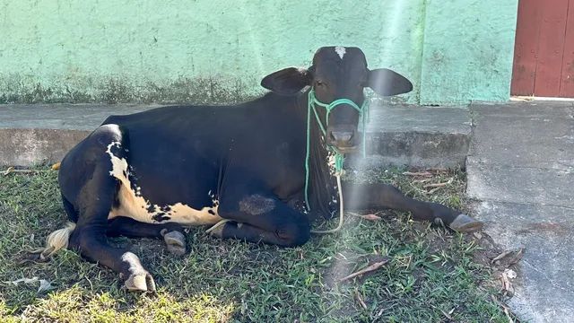 "boi manso" no Brasil