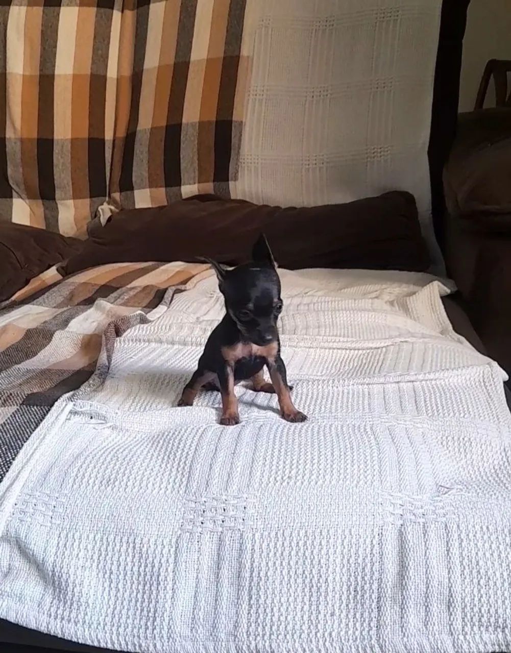 Pinscher zero - Cachorros - Núcleo Habitacional Novo Gama, Novo Gama ...