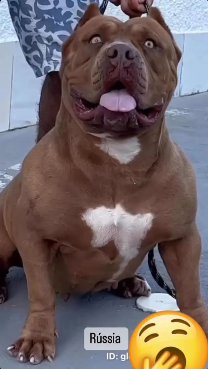 Filhotes de Pitmonster Disponíveis. - Cachorros - Novo Maranguape I ...