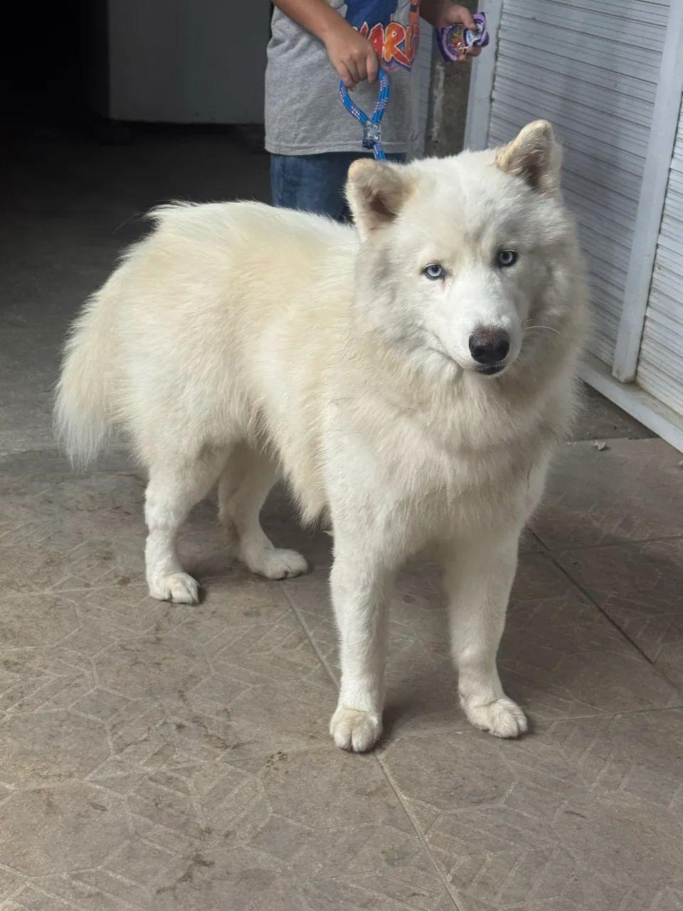 Husky siberiano - Cachorros - Industrial, Maracanaú 1467585906 | OLX