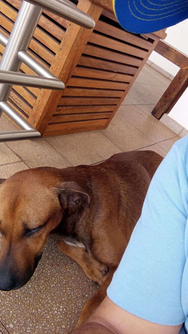 Doa se cachorro pequeno | +12 anúncios na OLX Brasil Doa se cachorro pequeno | +12 anúncios na OLX Brasil