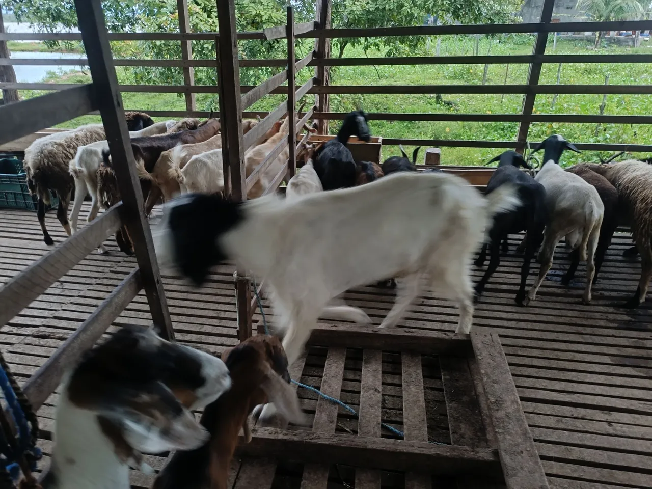 "bodes e cabras" no Brasil