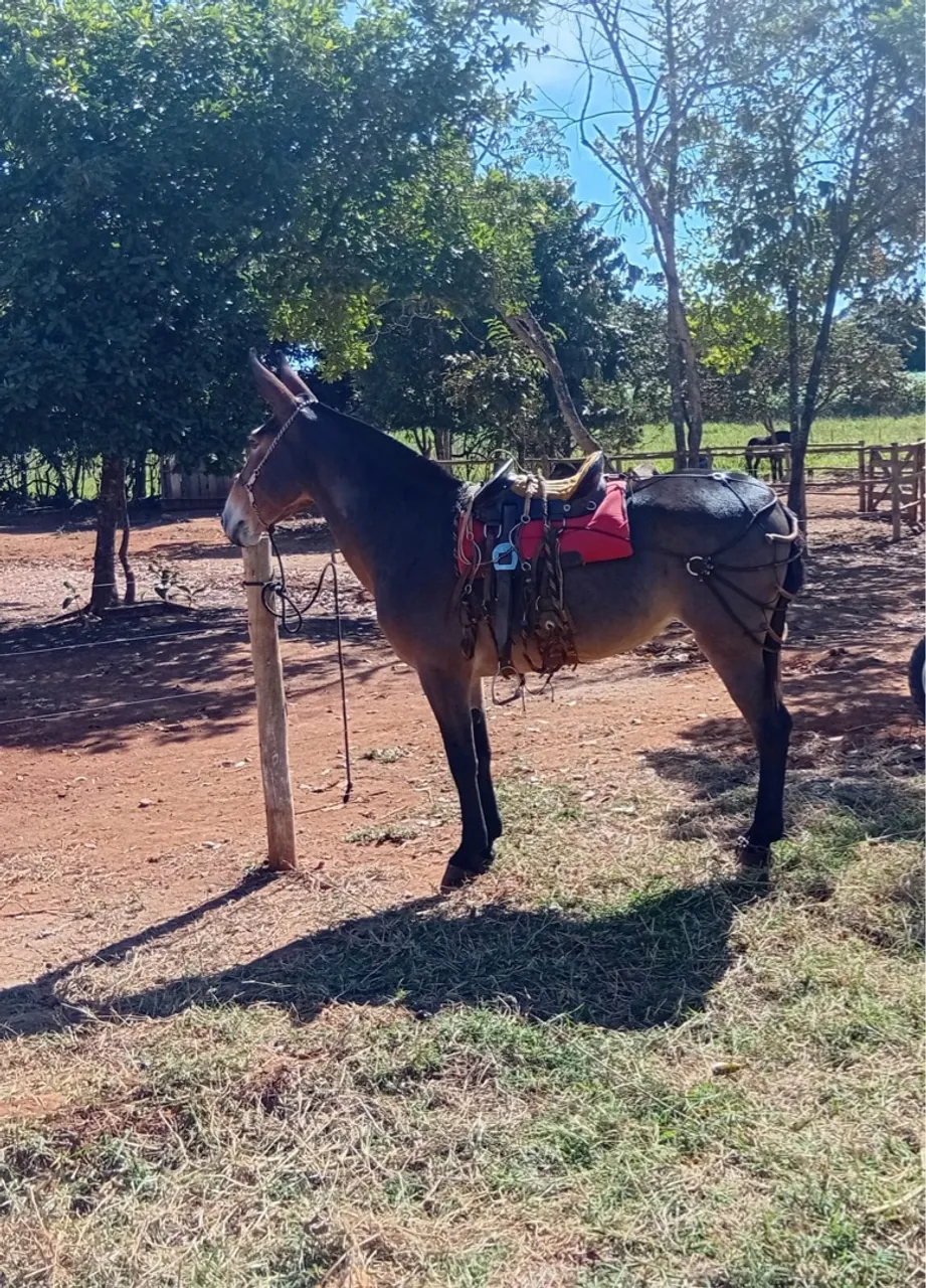 "uma mula" no Brasil