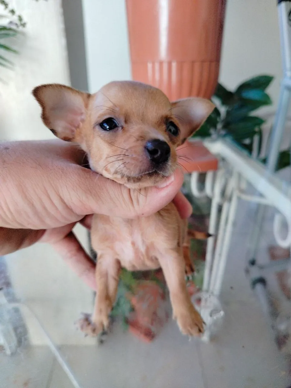 "cachorro pinscher 1" - Cachorros no Brasil