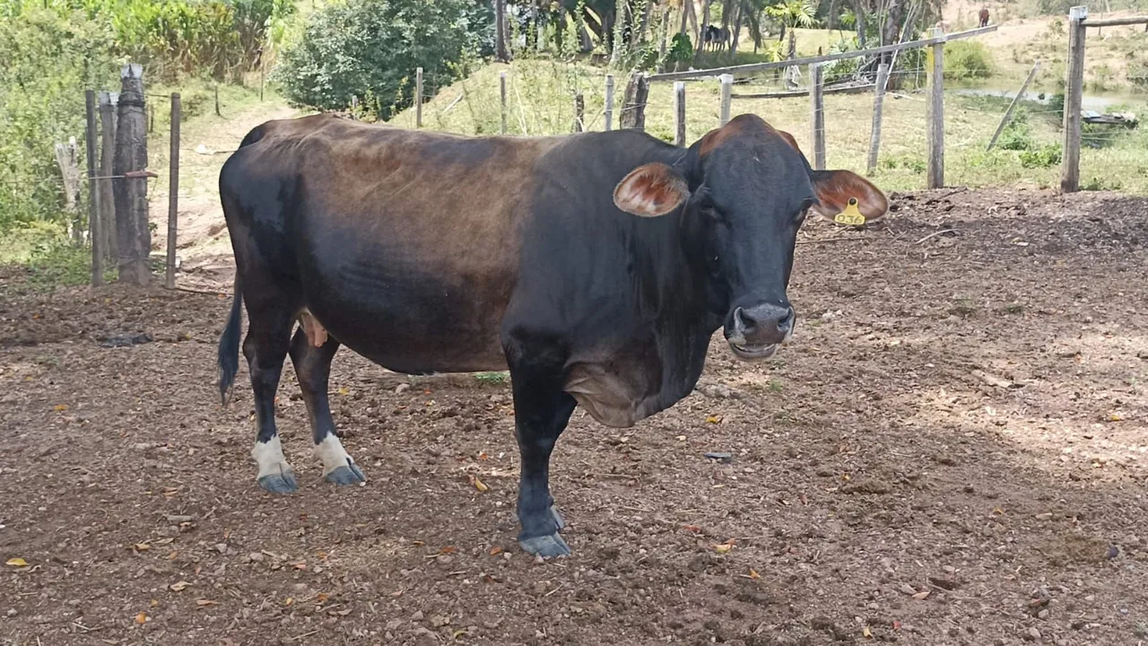 "mini vaca" - Animais para agropecuária no Brasil