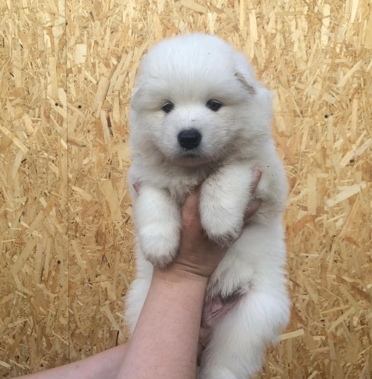 "samoiedas" no Brasil