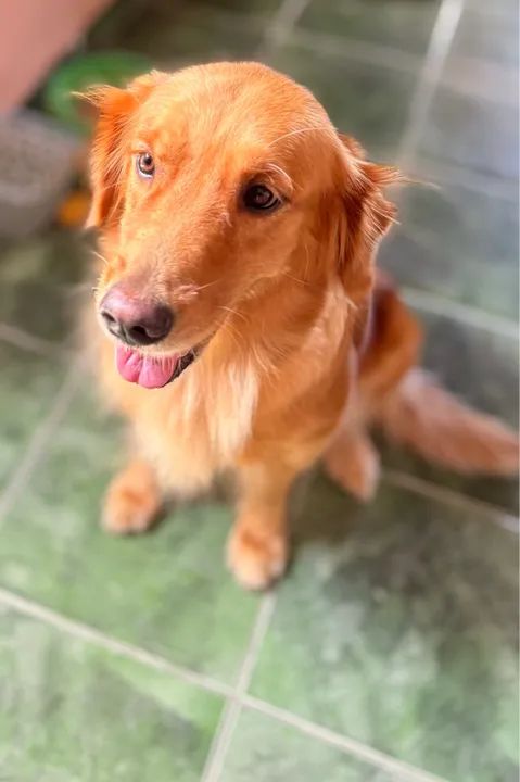 Goldem fêmea procura namorado - Cachorros - Gramame, João Pessoa ...