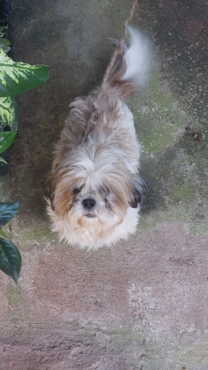 Promoção Shih Tzu - Cachorros - Parque Leopoldina, Campos dos ...