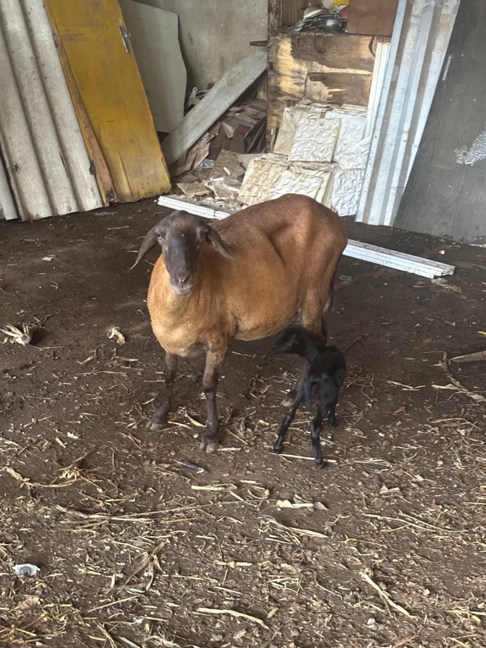 "bodes e cabras" no Brasil