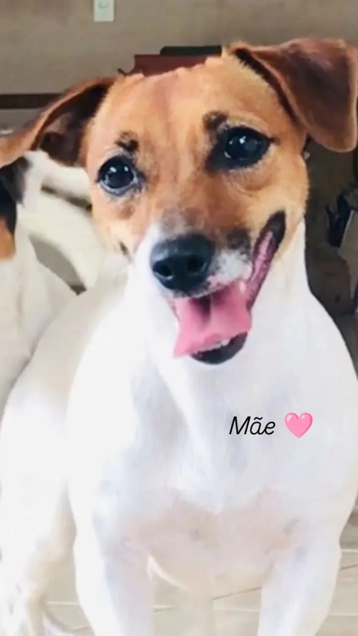 Filhotes Jack Russell Terrier - Cachorros - Silvânia 1469006700 | OLX