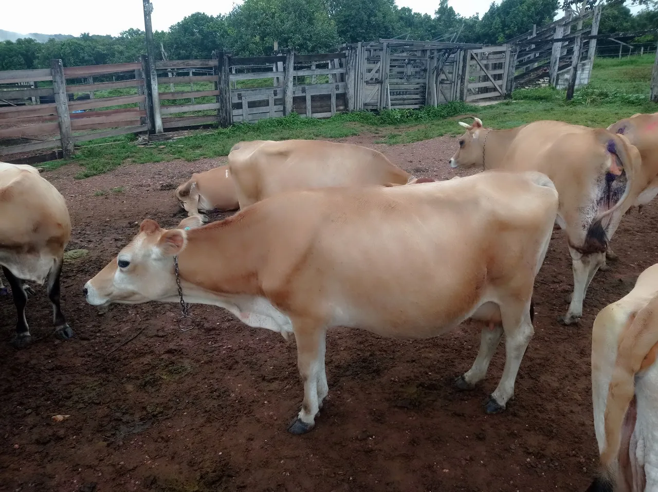 "vaca jersey" - Animais para agropecuária no Brasil