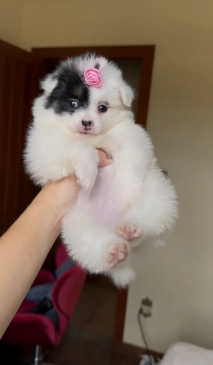 Spitz alemão anã fêmea com pedigree e vacinada - Cachorros - Nova ...