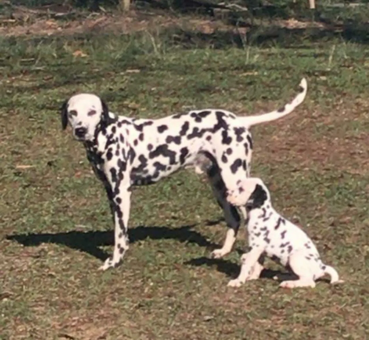 "dalmata femea" - Cachorros no Brasil