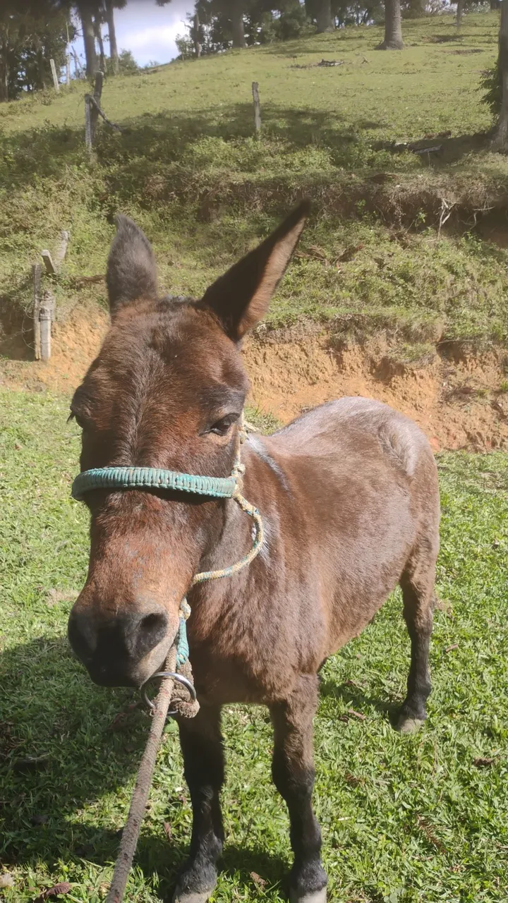 "uma mula" no Brasil