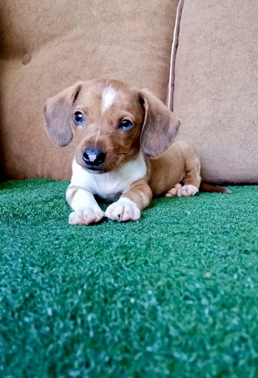 "cachorro cofap" - Cachorros no Brasil