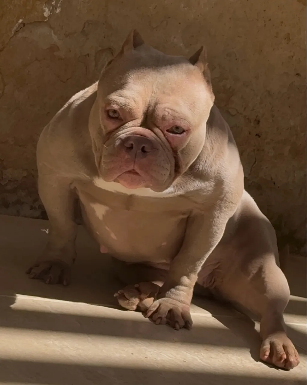 "american bully micro" - Cachorros no Brasil