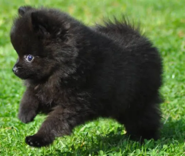 "spitz merle" - Cachorros no Brasil