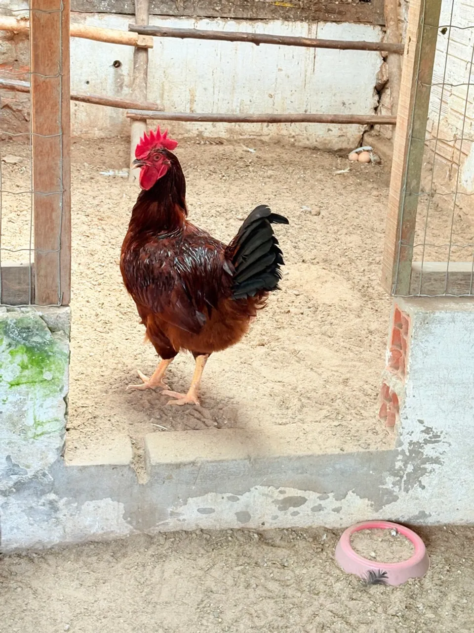 "galinha rhodia" no Brasil