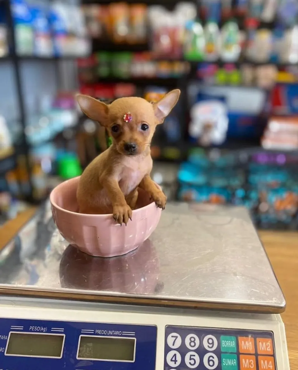 "pinscher 00 miniatura" - Cachorros no Brasil