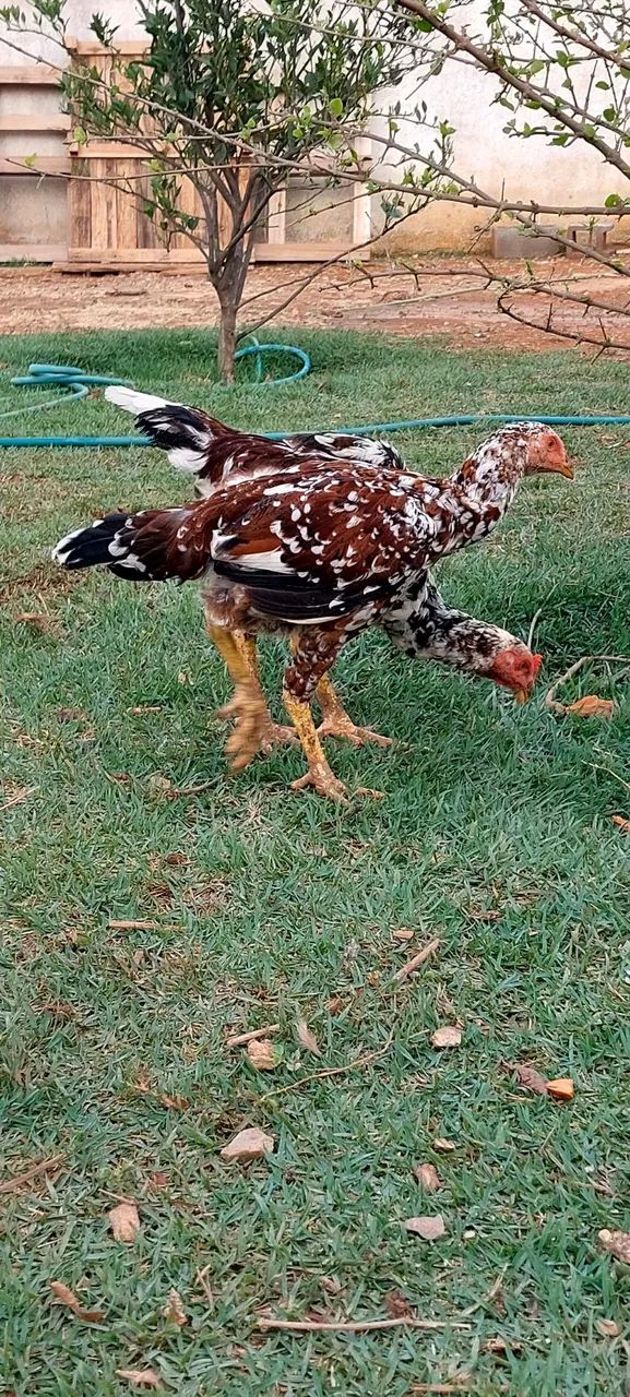 Frangos Mil Flores - Animais para agropecuária - Canaã, Sete Lagoas ...