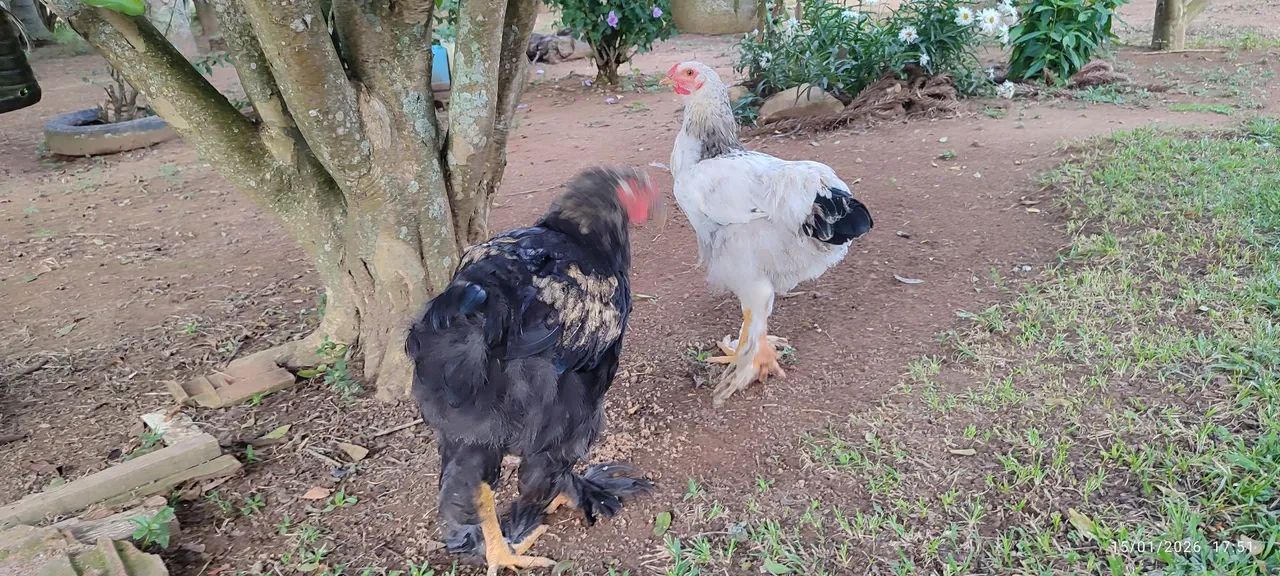 FRANGOS DA RAÇA BHRAMA - Animais para agropecuária - Iguaçu, Araucária ...