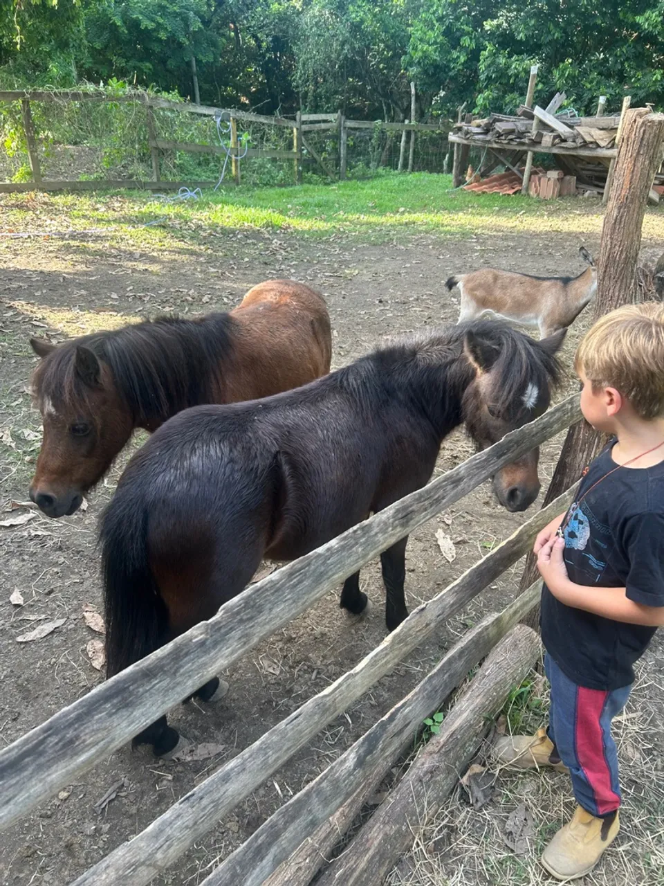 Cavalos no Rio de Janeiro e região, RJ