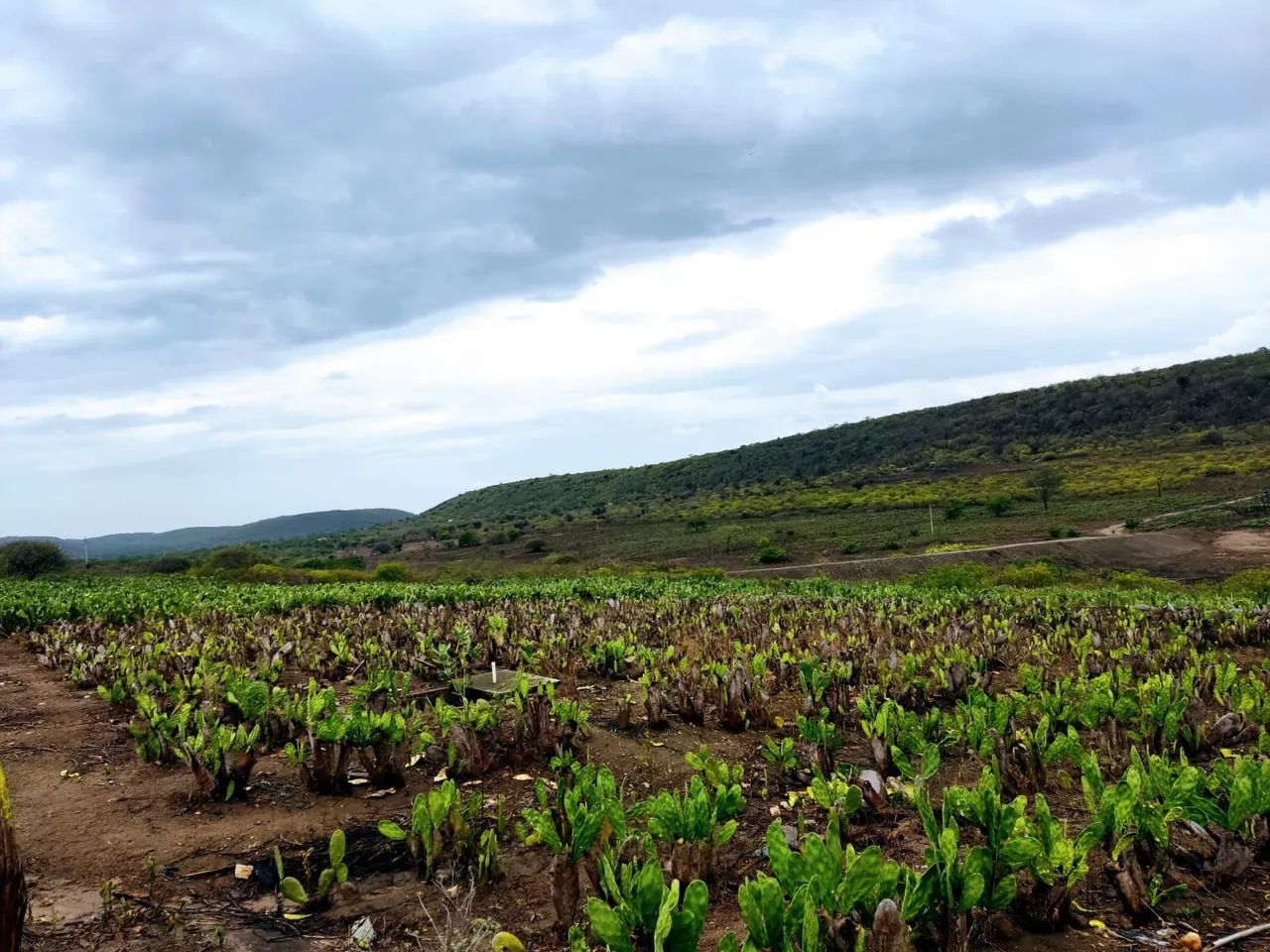 Vendo fazenda de 250 hectares - zona rural de Campina Grande / São José ...