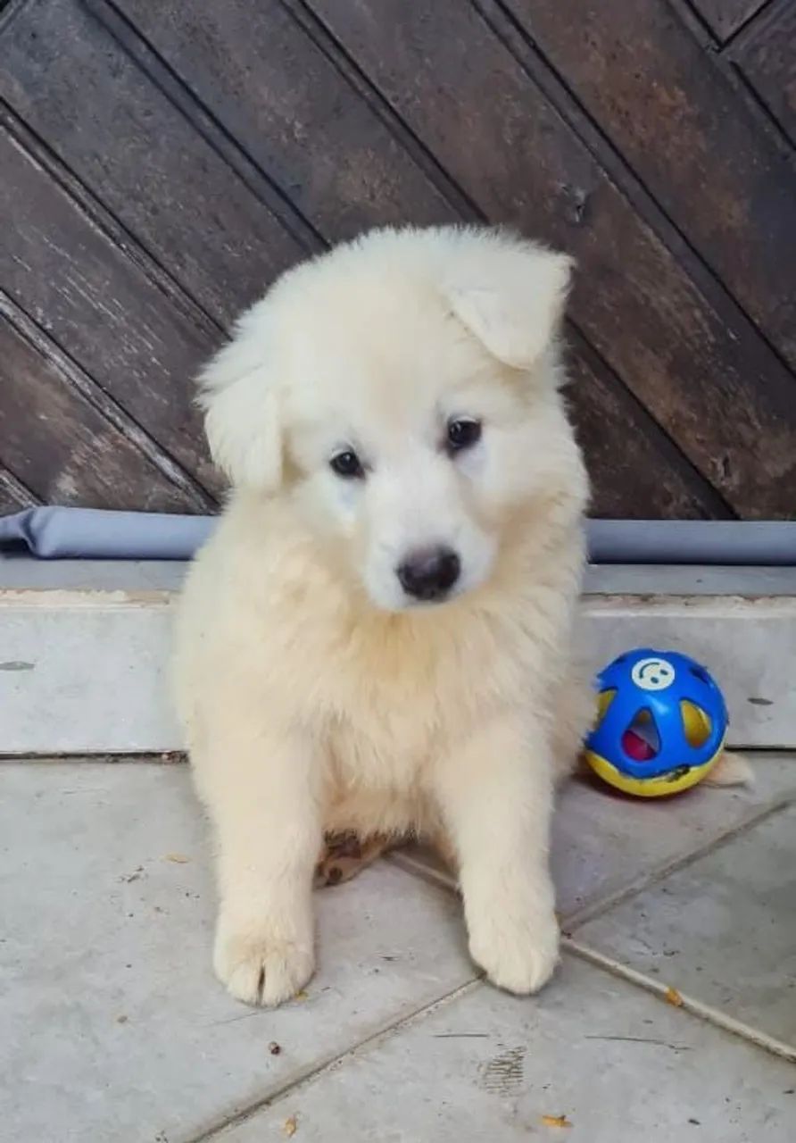 Filhotes de Pastor Suíço - Cachorros - Campo Largo da Roseira, São José ...