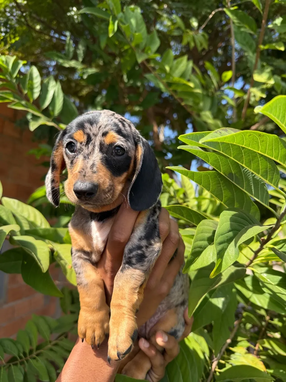 "basset dachshund arlequim" - Cachorros no Brasil