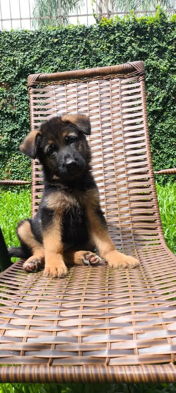 Pastor alemão macho - Cachorros - Santa Bárbara do Sul 1466076132 | OLX