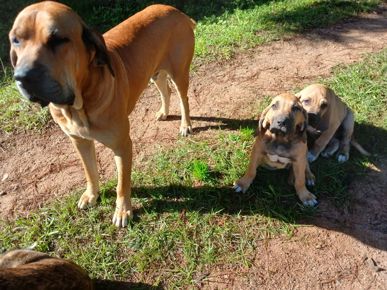 "filhote de fila brasileiro" - Cachorros no Brasil