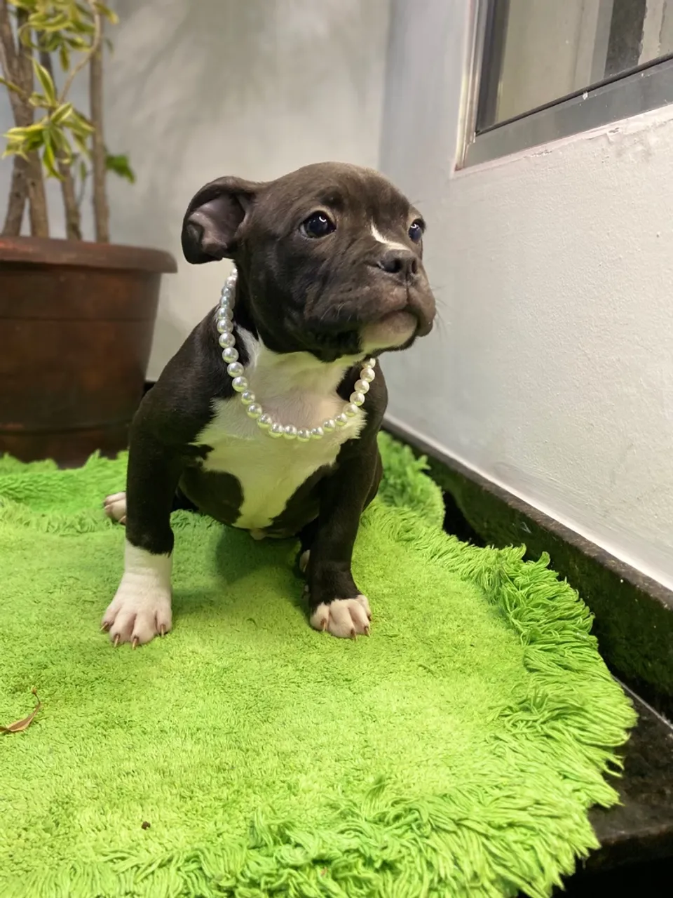 "american bully micro" - Cachorros no Brasil
