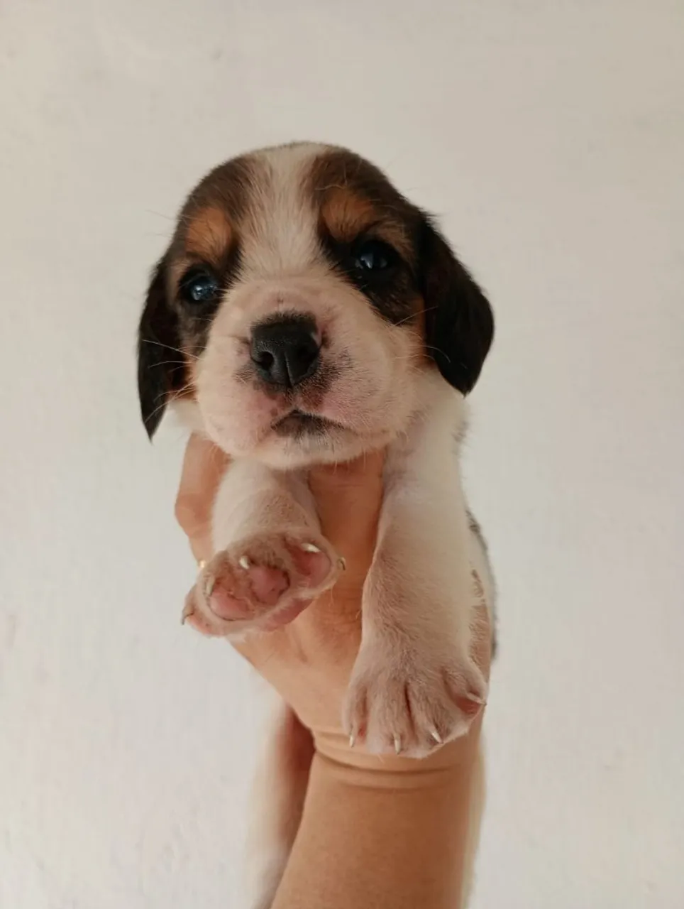 "filhotes de cachorros beagle" - Cachorros no Brasil