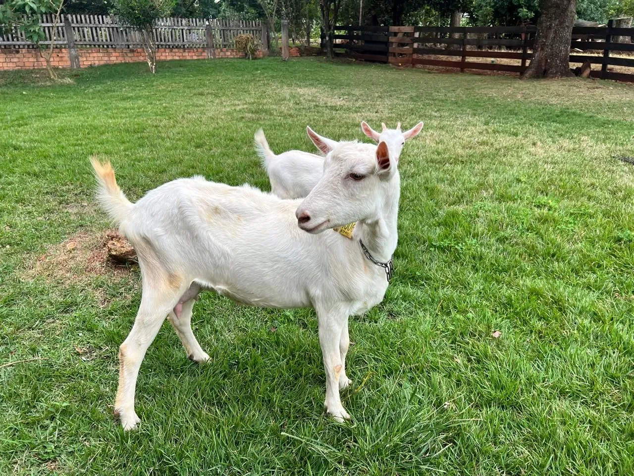 "cabras e cabritos" no Brasil