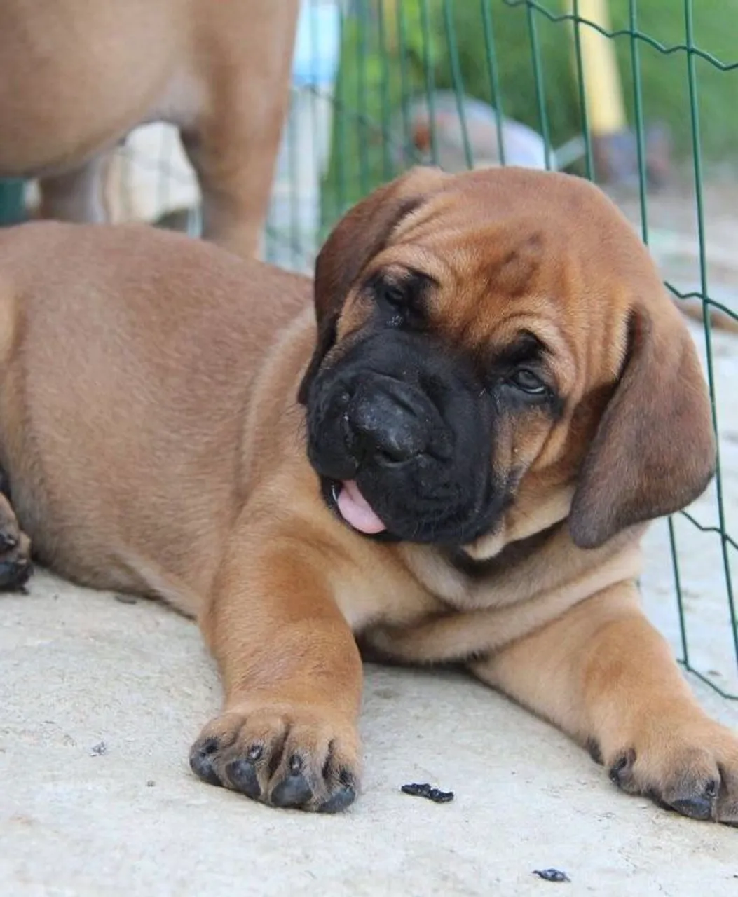 "filhote de fila brasileiro" - Cachorros no Brasil