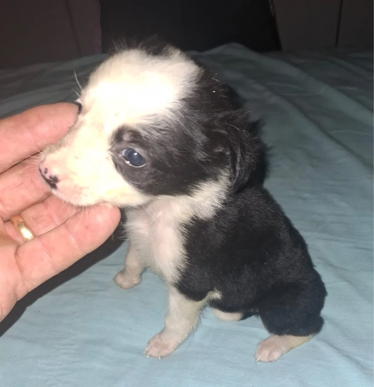 "bode filhote" no Brasil